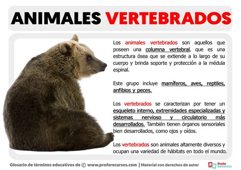 Qué Son Los Animales Vertebrados