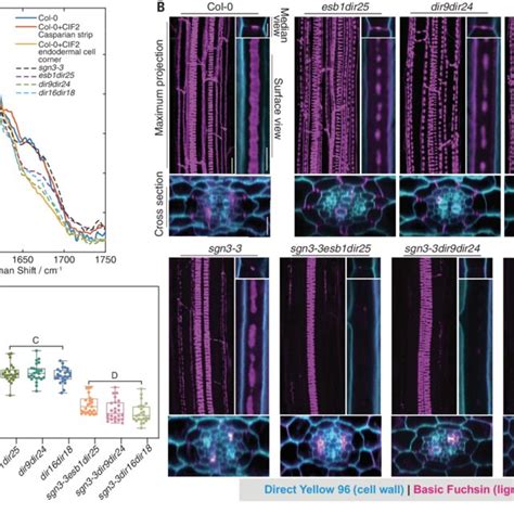 Pdf A Dirigent Protein Complex Directs Lignin Polymerization And
