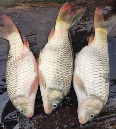 यूपी के इस युवा किसान ने इस खास तरीके से शुरू किया मछली पालन आज 5 महीने में हो रही 4 लाख की