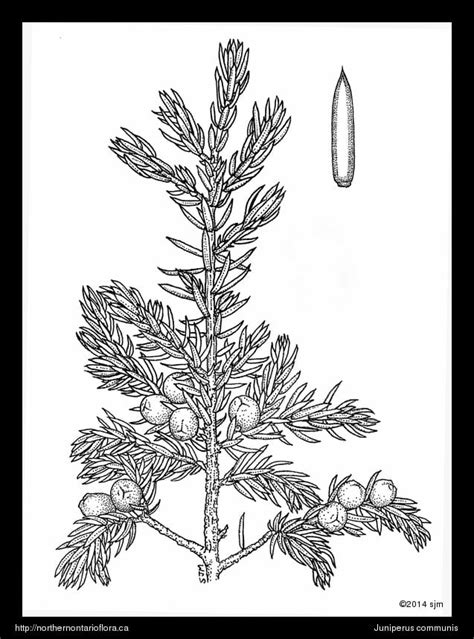 Juniperus Communis 15