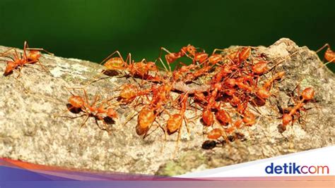 10 Cara Mengatasi Efek Gigitan Semut Merah Agar Tidak Gatal Atau Luka