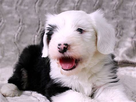 올드잉글리쉬쉽독 진이 골든리트리버분양 대형견분양 큰개닷컴