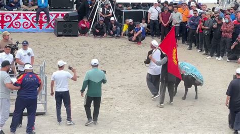 არაშანის ჯიშის ცხვრის გამოფენა ყირგიზეთში და გამარჯვებული ყოჩი აბსოლუტურში 212 5 კგ ცოცხალი წონა