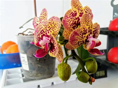 Догляд за орхідеями в домашніх умовах полив пересадка адаптація