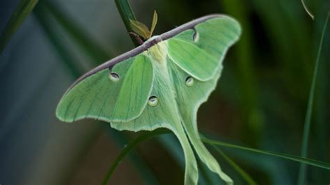 Some Interesting Facts About The Luna Moth In The U S Owlcation