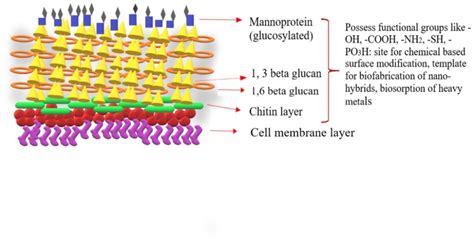 Schematic Representation Of Yeast Cell Wall Architecture And Components Download Scientific
