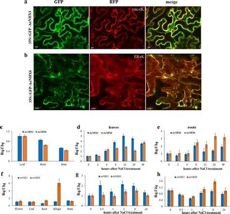 Subcellular Localization Of Aonhx1 And Aonhx6 And Qrt Pcr Analysis Of