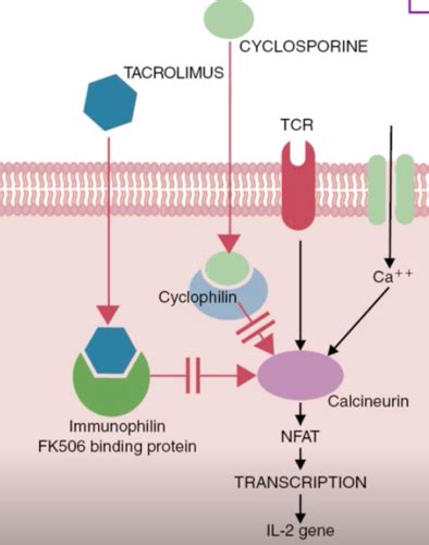 Immune Modulators Flashcards Quizlet