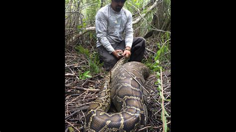 Unbelievable Photos Of Python That Devoured Deer In Florida Warning