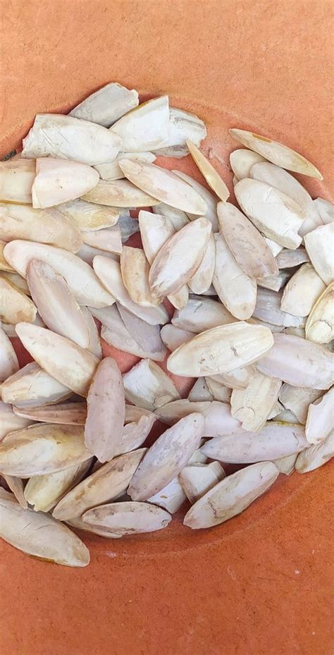 White Big Size Cuttlefish Bone Packaging Type Box At Rs 500kg In