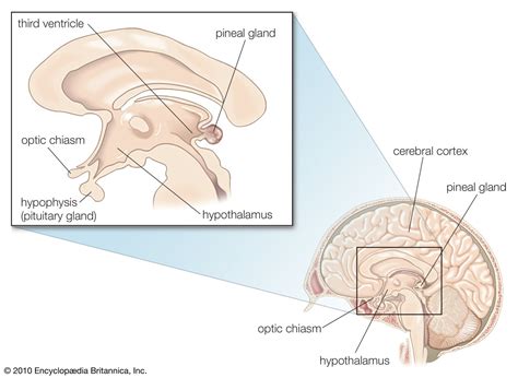 Choroid Plexus Anatomy