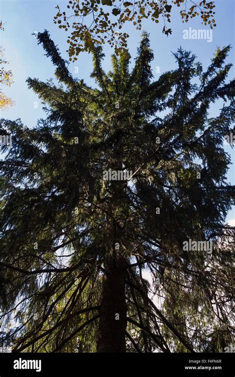 Spreading Crown Of A Tree In The Woods Stock Photo Alamy