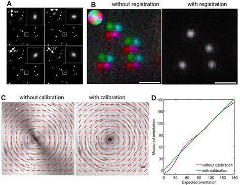 Fig S2 Spatial Registration And Polarization Calibration Of Four Download Scientific Diagram