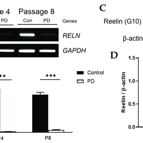Illustration Of Extracellular Matrix Ecm Receptor Interactions