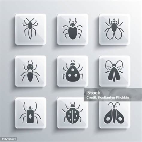 진드기 나비 옷 나방 무당 벌레 딱정벌레 개미 거미 및 곤충 아이콘을 설정합니다 벡터 거미류에 대한 스톡 벡터 아트 및 기타 이미지 Istock