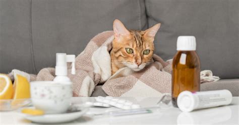 겨울에 감기·독감에 더 잘 걸리는 이유는 이것 탓