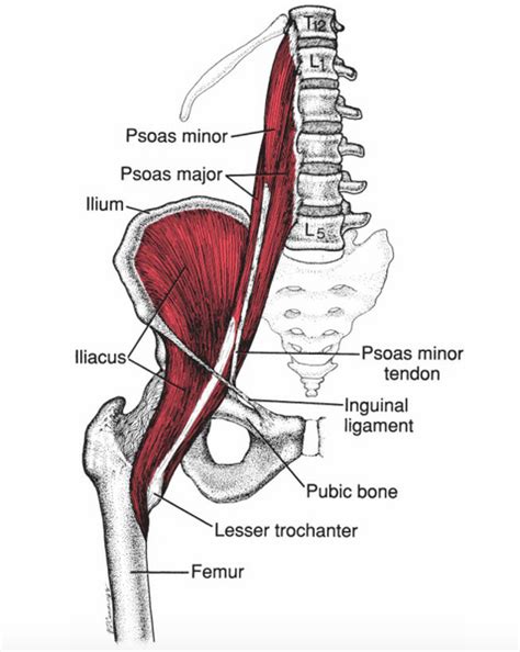 Iliacus And Psoas Major