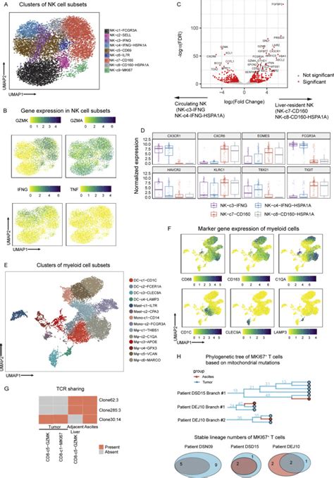 Landscape And Dynamics Of Single Immune Cells In Hepatocellular Carcinoma Cell