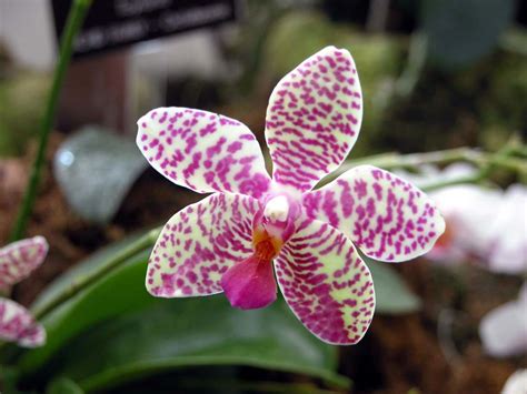 Orchid Beautiful Flower That Life In Epiphytes Life Is Beautiful