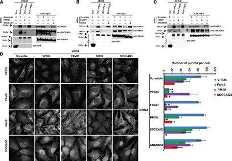 Figure 3 From Retromer Binding To Fam21 And The Wash Complex Is Perturbed By The Parkinson