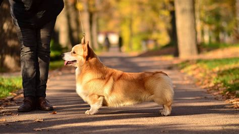 Живая Сила 📌📌📌3 простых правила хранения сухого корма 📌📌📌 Состав корма и его подбор по