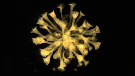 A New Clue To How Multicellular Life May Have Evolved Astrobiology