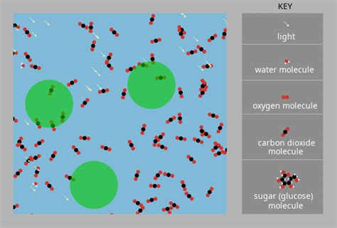 Netlogo Models Library Chloroplasts And Food