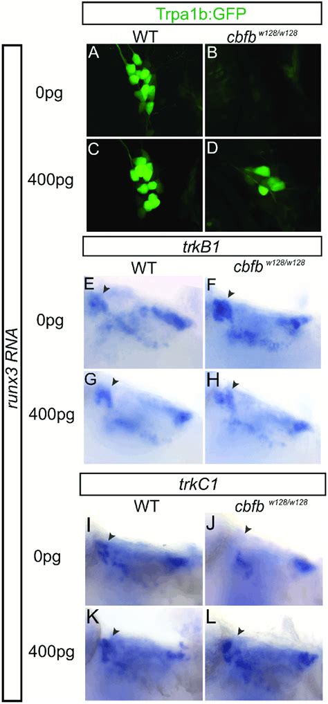 Runx Overexpression Rescues The Cbfb Mutant Phenotypes In TG A D Download Scientific Diagram