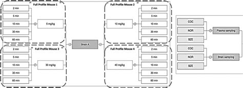 pk sampling schema strain a is a representative strain a total of