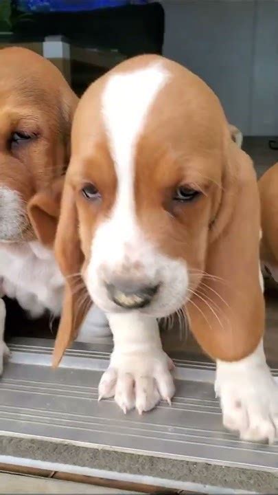 9 порід собак з довгими вухами Shorts собаки Youtube