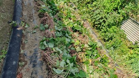 두집살림 하다 걸린 꿀고구마 최후 ㅎ ×가리박아 Youtube