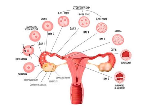What Is Ovulation Induction Treatment The Nest