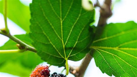 Dud Je Samonikla Voćka Preukusna I Zdrava A Mlađe Generacije Ni Ne Znaju Za Nju Ženars