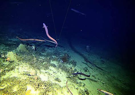 Living Fossil Eel In An Undersea Cave The Australian Museum Blog