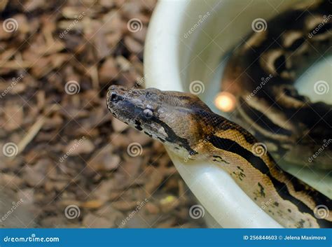 Head Of Ball Python Python Regius Also Called The Royal Python Stock Image Image Of Exotic