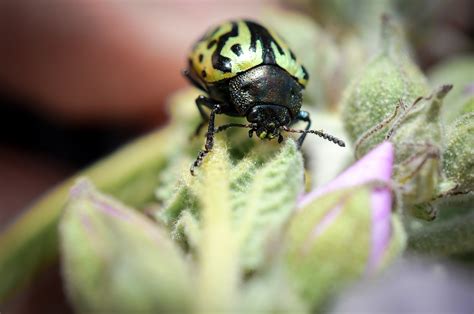 Bug Insect Green Free Photo On Pixabay