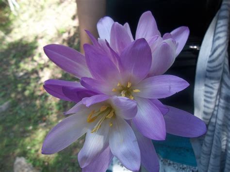 სურათები Tbilisi