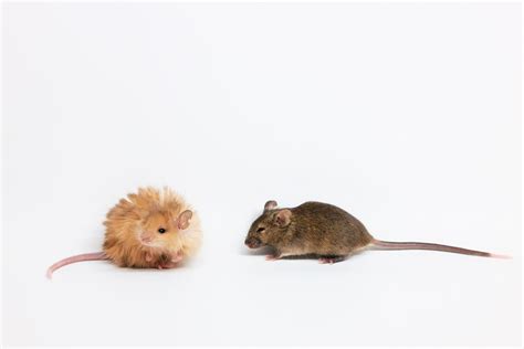 Scientists Have Bred Woolly Mice On Their Journey To Bring Back The Mammoth