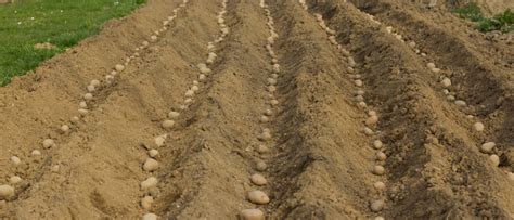 Засаждане на картофи Съвети за добра реколта и грижа