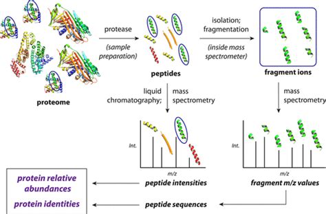 An Introduction To Mass Spectrometry Based Proteomics Journal Of Proteome Research
