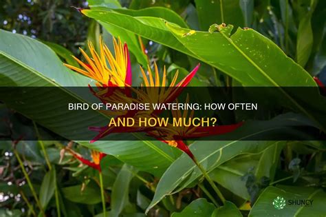 Bird Of Paradise Watering How Often And How Much Shuncy