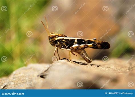 Grasshopper Lifting Its Legs Satara Maharashtra India Stock Image