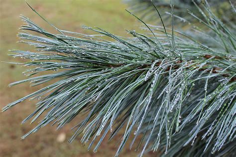 Vanderwolfs Pyramid Limber Pine Oklahoma State University