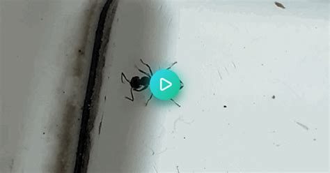 Ant Cleaning Itself Album On Imgur