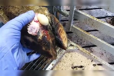 外国小哥发明 牛蹄修剪机”,牛牛很抗拒,主人很兴奋!主人外国 外国小哥发明 牛蹄修剪机”,牛牛很抗拒,主人很兴奋!主人外国