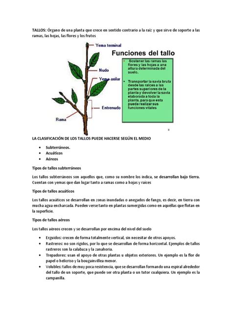 Tipos Y Funciones De Los Tallos En Plantas Pdf Tallo De La Planta