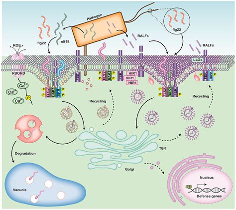 Schematic Model Illustrating The Alternative Endocytic Routes Of Fer Download Scientific