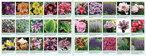Plant Catalogs Discover Our Selection Of Plant Catalogs To Get