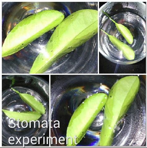 Science Experiment Of Stomata Exchange Of Gases Stem Experiments Science Experiments