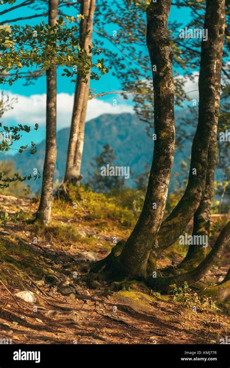 Deciduous Forest Detail Branches And Trees With Selective Focus Stock